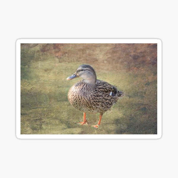"Mallard" Sticker for Sale by fineart2017 | Redbubble