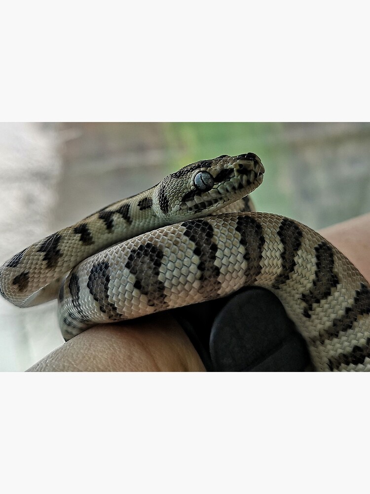 " Snake photograph of carpet python hatchling" Sticker for Sale by ...