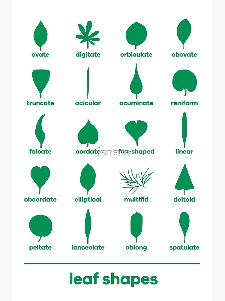 "Leaf Shapes" Poster for Sale by isness | Redbubble
