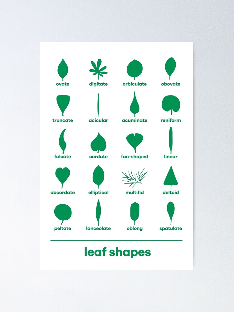 "Leaf Shapes" Poster for Sale by isness | Redbubble