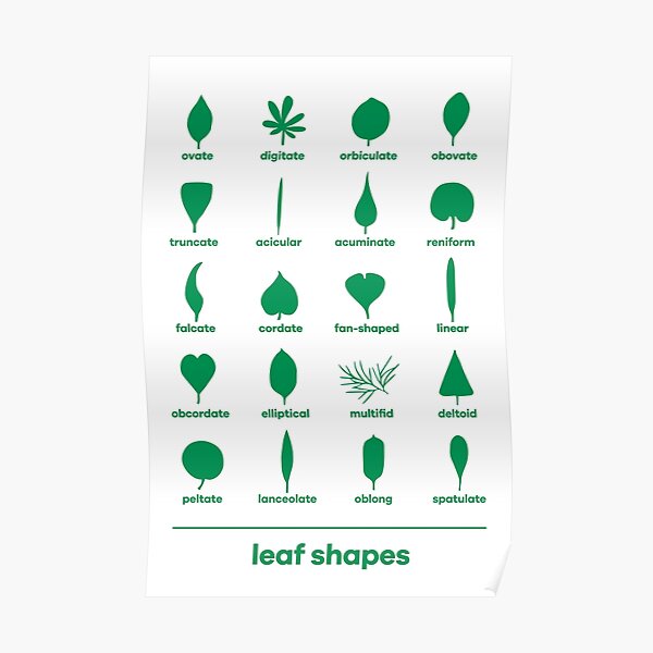 "Leaf Shapes" Poster for Sale by isness | Redbubble