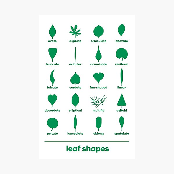"Leaf Shapes" Photographic Print by isness | Redbubble