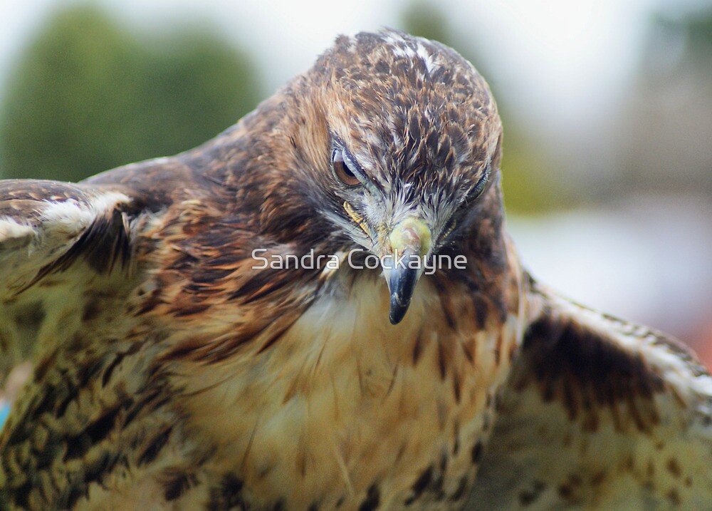 "Red Tailed Hawk "Mantling"" by Sandra Cockayne | Redbubble