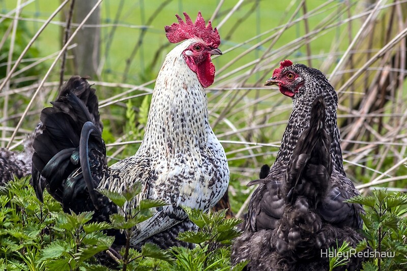 "pair of colourful cockerels " by HaleyRedshaw | Redbubble