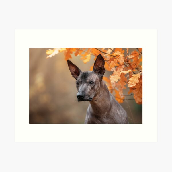 Xoloitzcuintli Painting Cute Original Dog Art Poster Zazzle