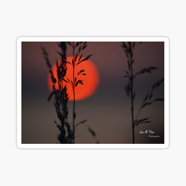 "Sunset backdrop for sea oats " Sticker by LiLiTitus | Redbubble
