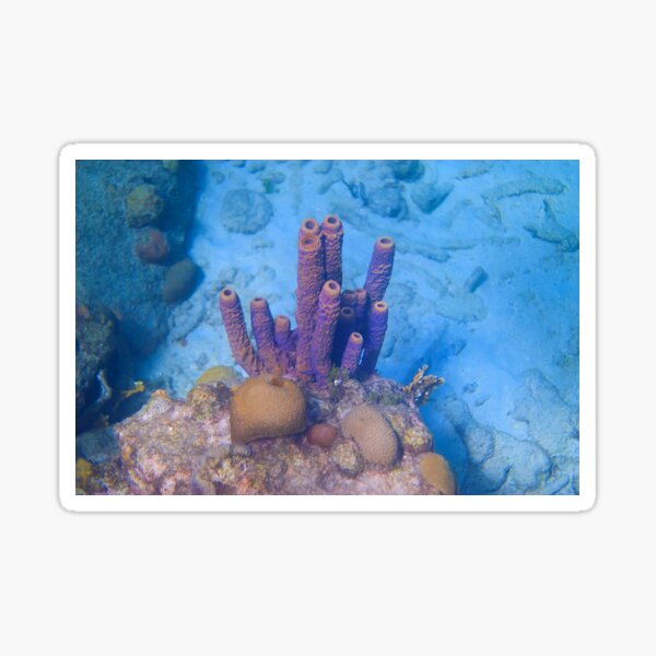 "Tropical Coral Reef" Sticker by ultimatedigital | Redbubble