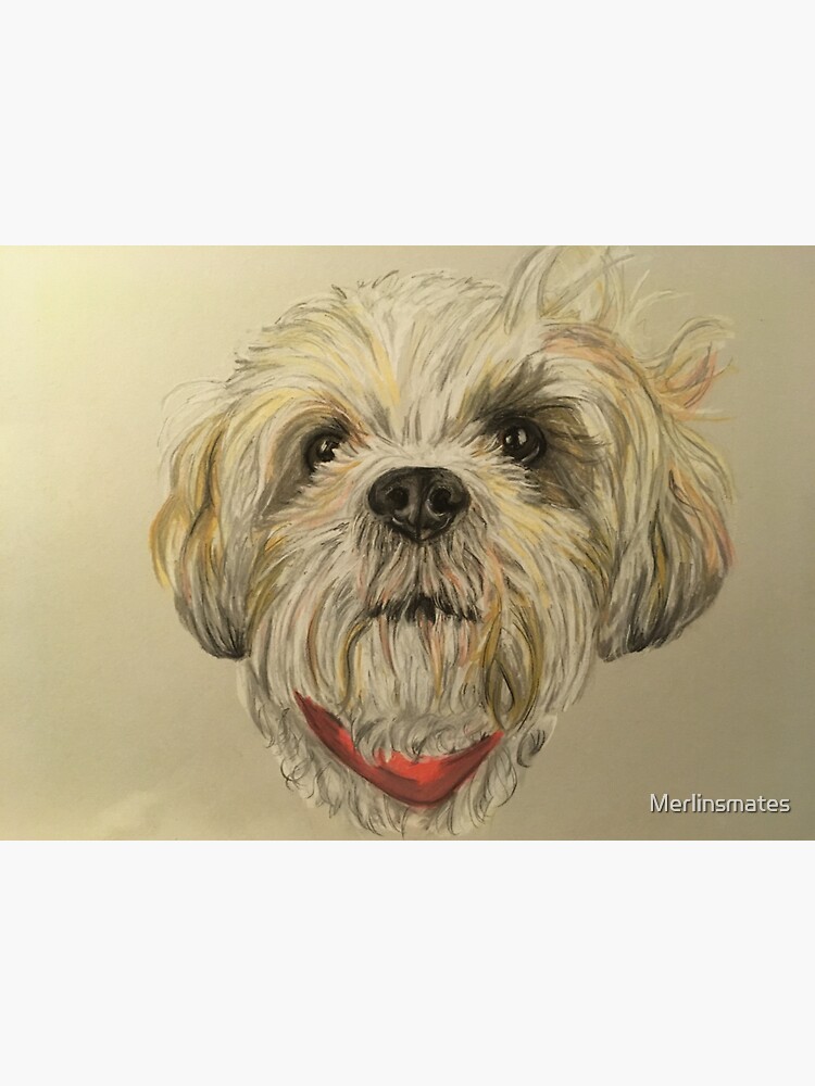 "Lhasa Apso" Sticker for Sale by Merlinsmates | Redbubble