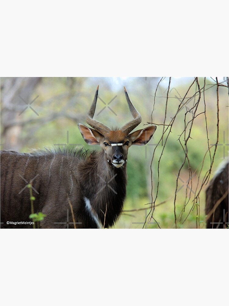 "THE NJALA IN PORTRAIT– Tragelaphus angasii" Poster by mags | Redbubble