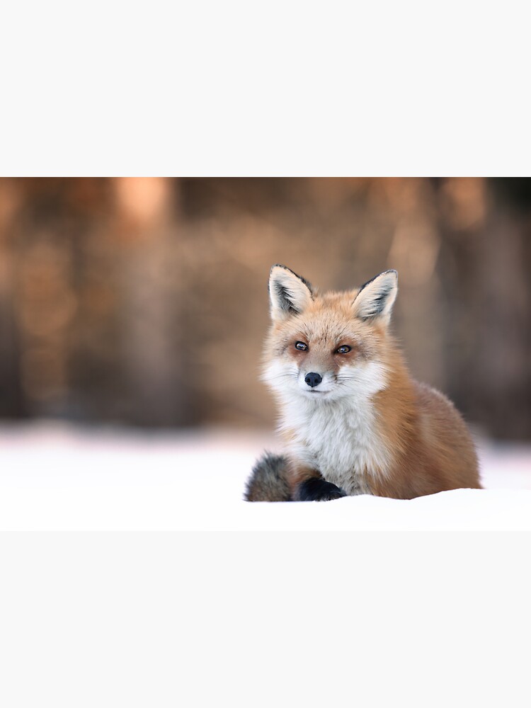 "Fall Fox" Sticker by mlorenz | Redbubble