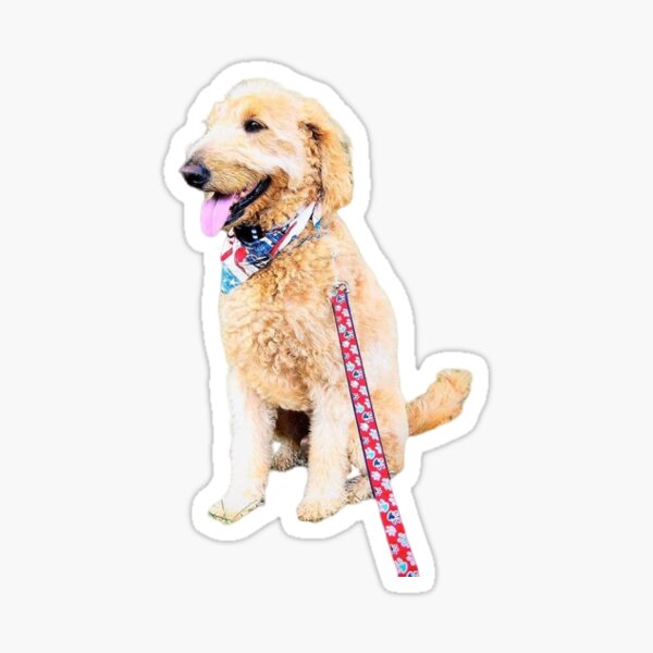"Augie" Sticker by kaylariemens | Redbubble