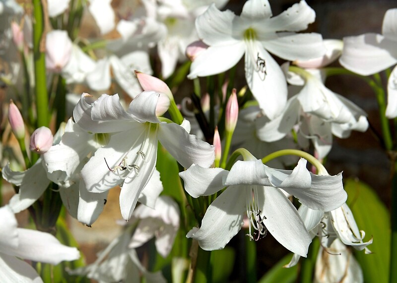 "Lily Magic" by Alexandra Lavizzari | Redbubble