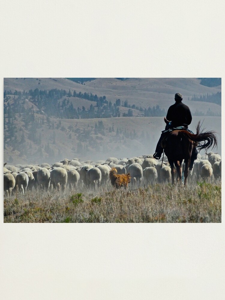 "Cowboy Herding Sheep in the Mountains" Photographic Print by ...
