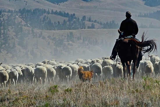 "Cowboy Herding Sheep in the Mountains" Photographic Print by ...