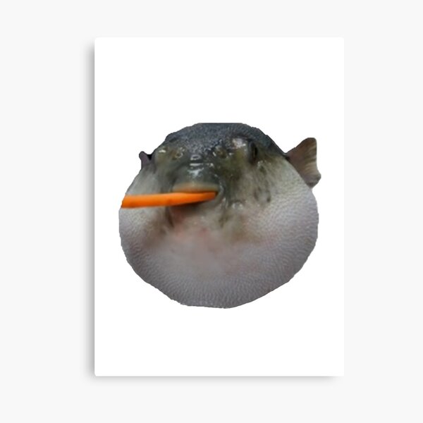 "Pufferfish Eating Carrot Meme" Canvas Print for Sale by ...