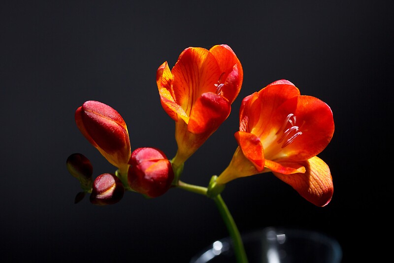 "Sunset Bloom - Freesia in Orange and Red" by Brian Thedell | Redbubble