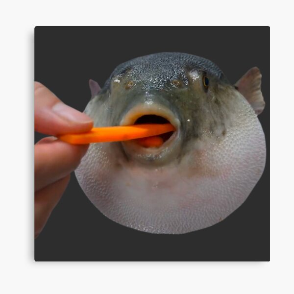 "Pufferfish Eating a Carrot Meme " Canvas Print for Sale by Goath ...