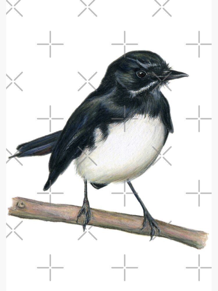 "Willie Wagtail Bird Art Drawing" Photographic Print for Sale by ...