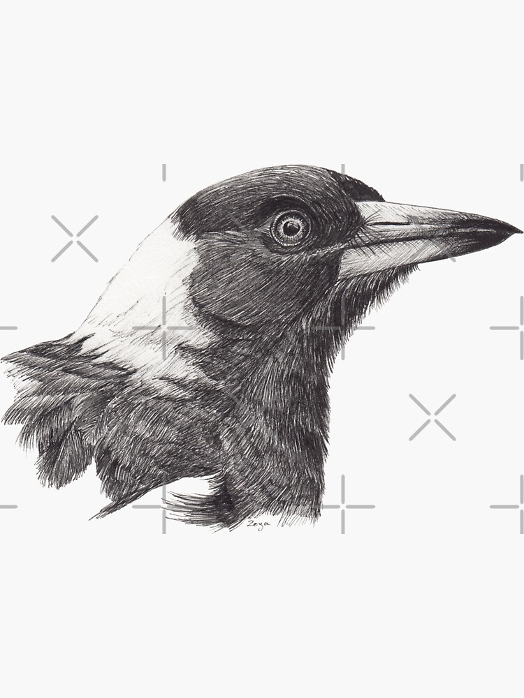 " Australian Magpie - Bird ink pen drawing" Sticker for Sale by ...