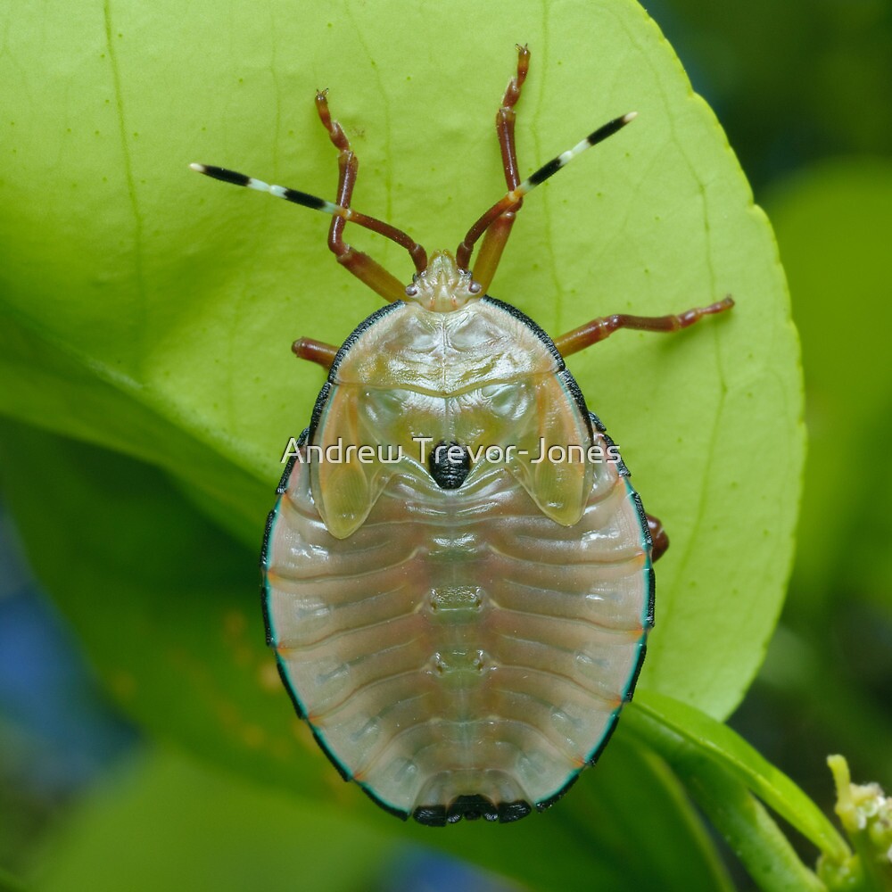 "Bronze Orange Stink Bug Nymph - Musgraveia sulciventris" by Andrew ...