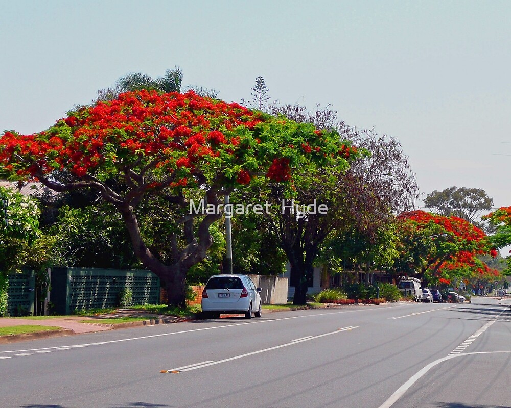"Poinciana Trees, Victoria Point, Queensland, Australia" by Margaret ...