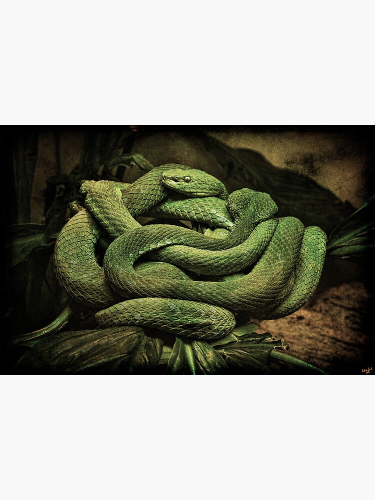 "SNAKES ALIVE!!!" Poster by ChrisLord | Redbubble