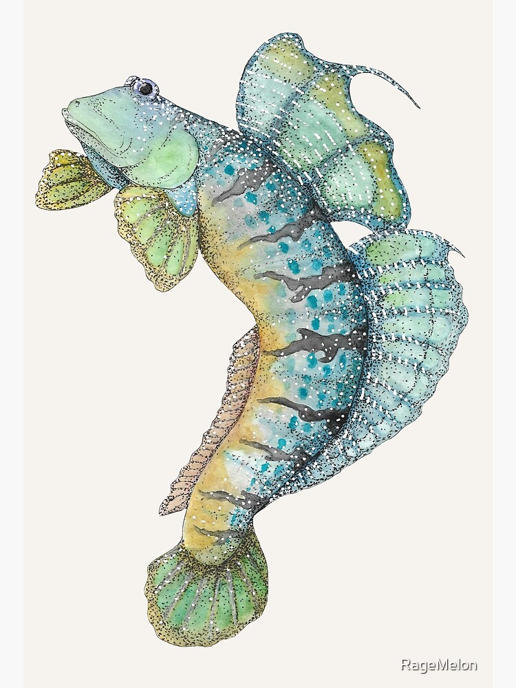 "Watercolour Mudskipper" Art Print by RageMelon | Redbubble