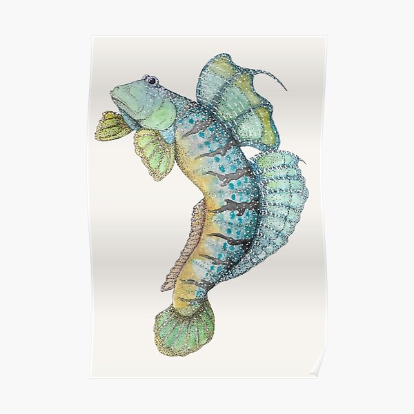 "Watercolour Mudskipper" Poster by RageMelon | Redbubble