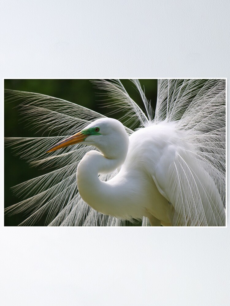 "Delicate" Poster for Sale by Paulette1021 | Redbubble