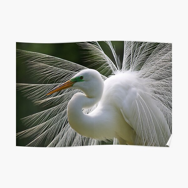 "Delicate" Poster for Sale by Paulette1021 | Redbubble