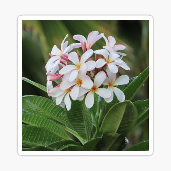 "Plumeria Flower" Sticker by grinchmtcrumpit | Redbubble