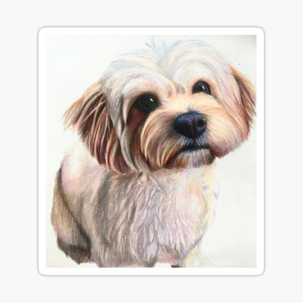 "Cavachon drawing sticker" Sticker by skippart | Redbubble