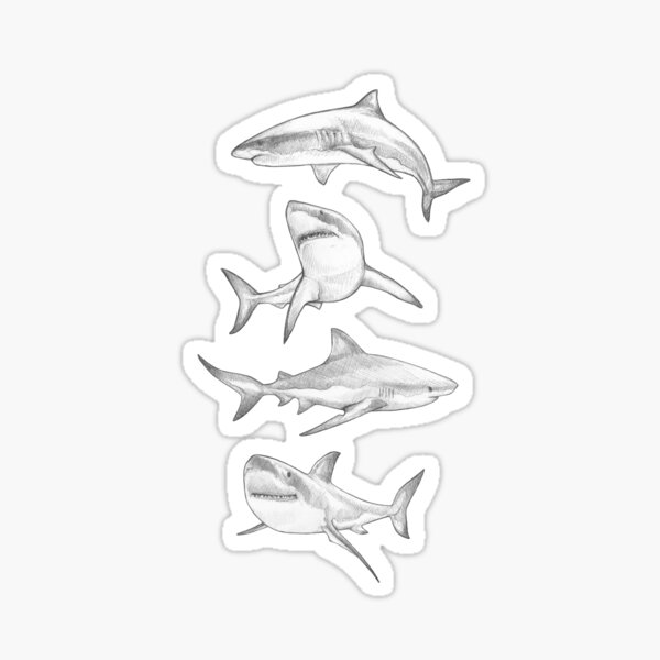 "Four Great White Sharks - Monochromatic Pencil Line Sketch - Drawing ...