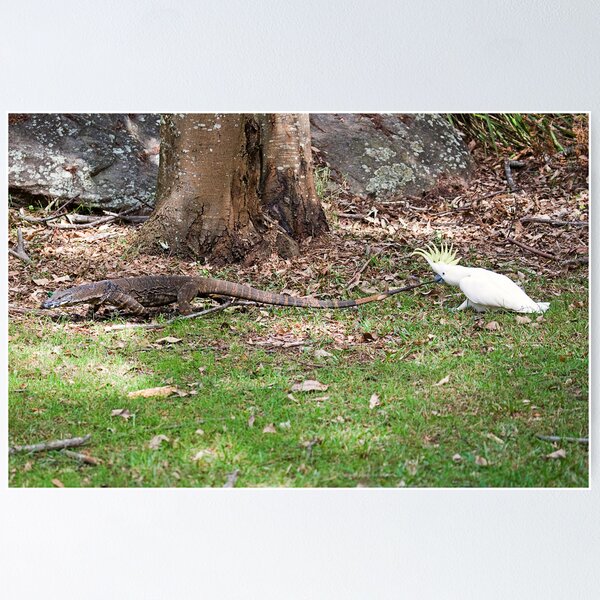 Goanna Merch & Gifts for Sale | Redbubble