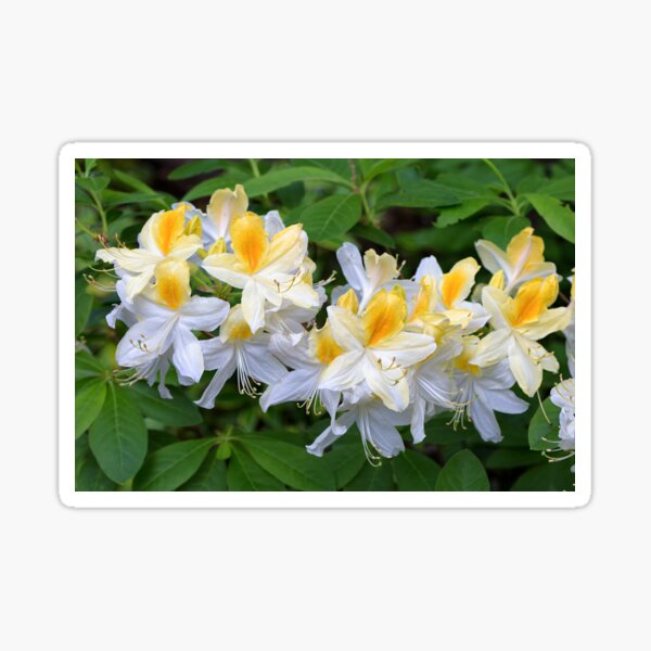 "Wild Azalea Blossoms " Sticker for Sale by Waganupa | Redbubble