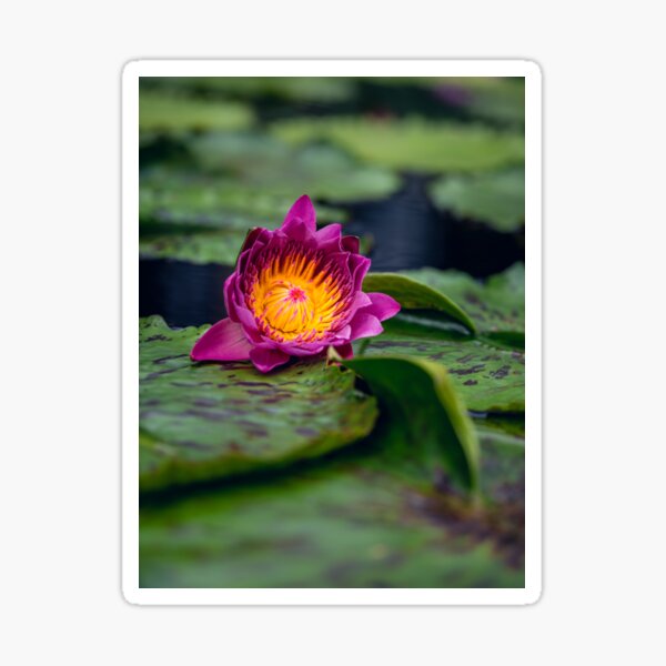 "water lily" Sticker by alanshapiro | Redbubble