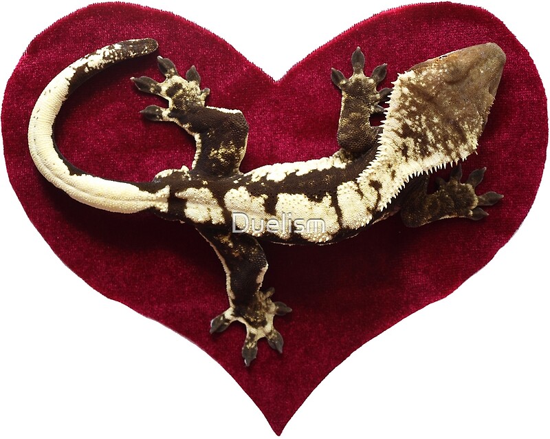 "Total Eclipse of The Heart - Valentine's Day Crested Gecko Velvet ...