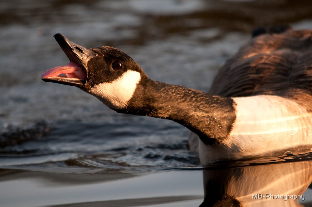 "Canada Goose fighting" by MB-Photography | Redbubble