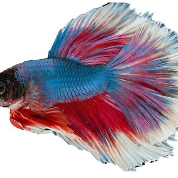 "Rainbow Betta Fish" Sticker for Sale by fishstickers | Redbubble