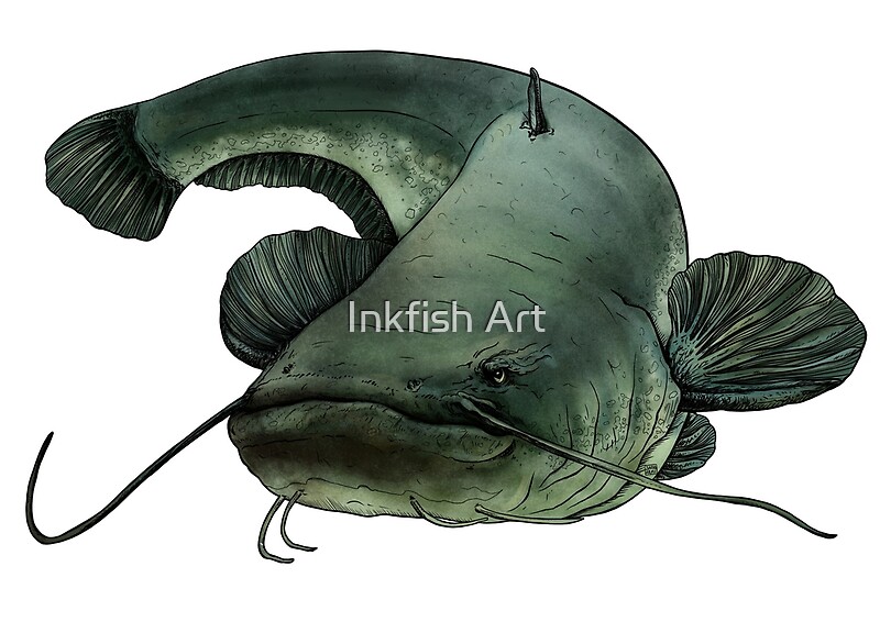 "Catfish 5" by Inkfish Art | Redbubble