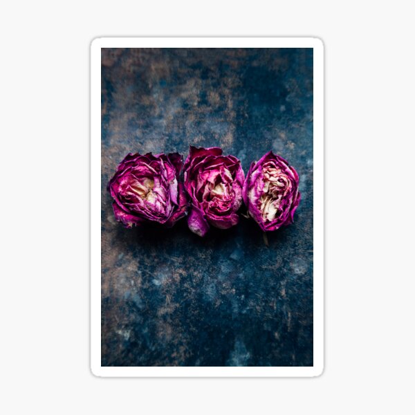 "Three Rose Buds" Sticker by mariaheyens | Redbubble