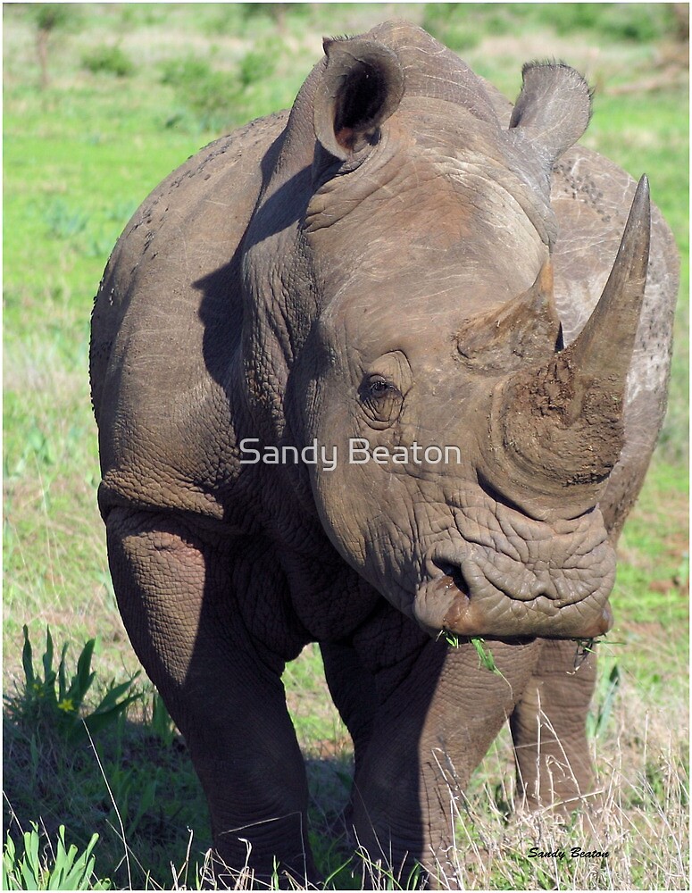 «"Bold & Beautiful" - white rhino bull - kruger Nat. park» de Sandy ...