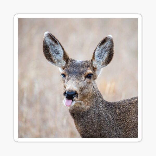"Bad-mannered Doe" Sticker for Sale by gdb2 | Redbubble