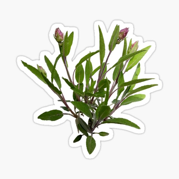 "Sage" Sticker for Sale by AgaSilva | Redbubble