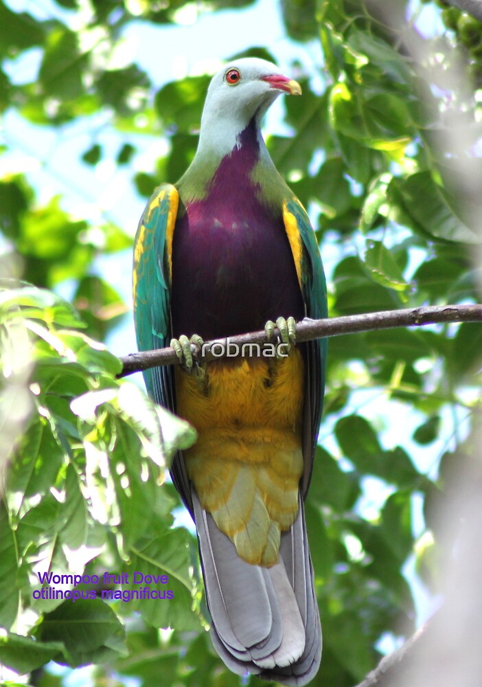 "Wompoo Fruit-Dove" by robmac | Redbubble
