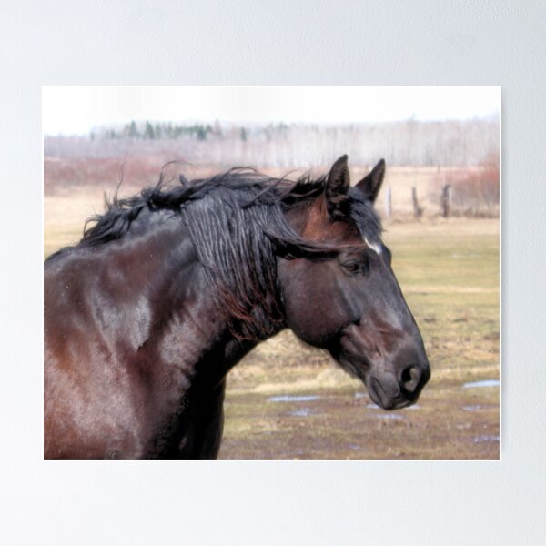 Percheron Merch & Gifts for Sale | Redbubble