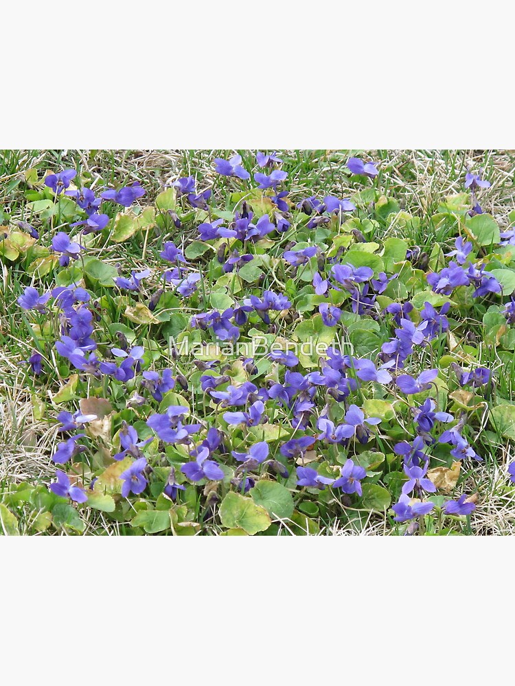 "Violet patch" Poster for Sale by MarianBendeth | Redbubble
