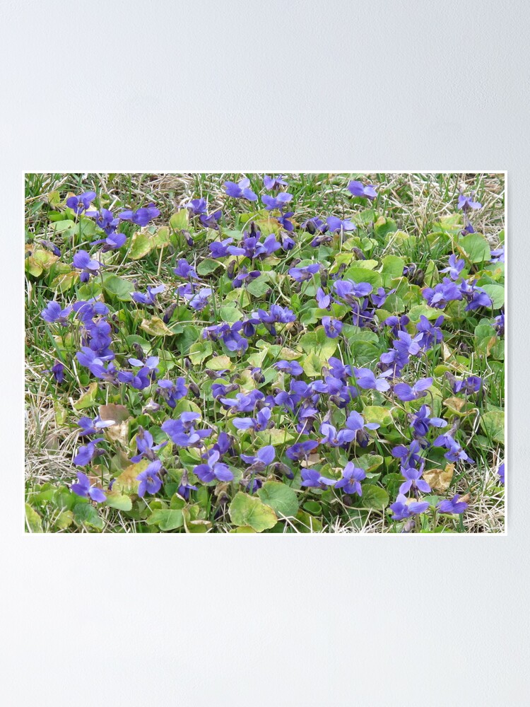 "Violet patch" Poster for Sale by MarianBendeth | Redbubble