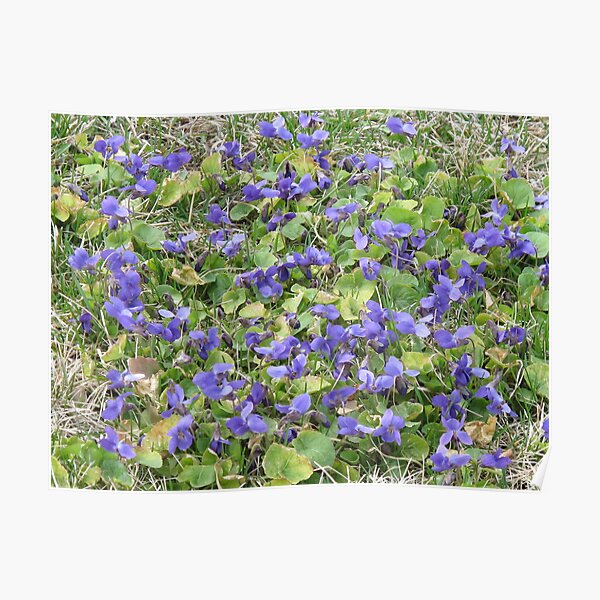 "Violet patch" Poster for Sale by MarianBendeth | Redbubble