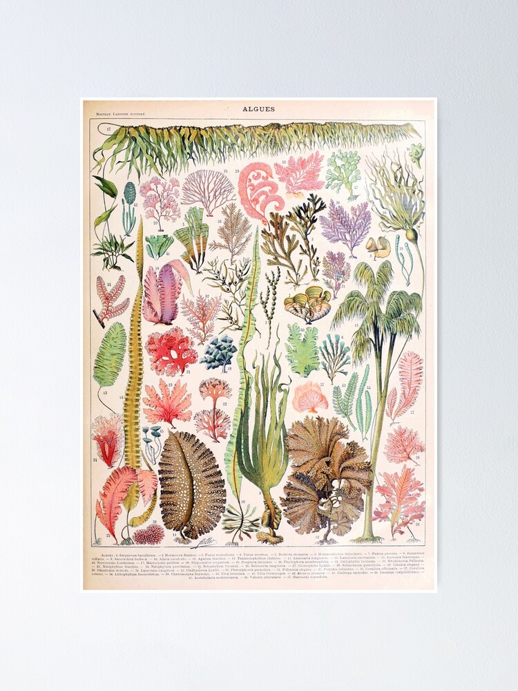 "Adolphe Millot - Algues - French vintage poster" Poster for Sale by ...